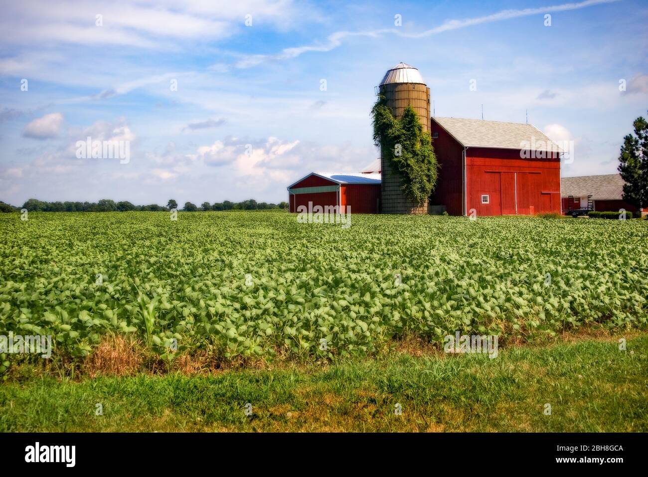 Weathered Illinois red farm house surrounded by soybean field Stock ...