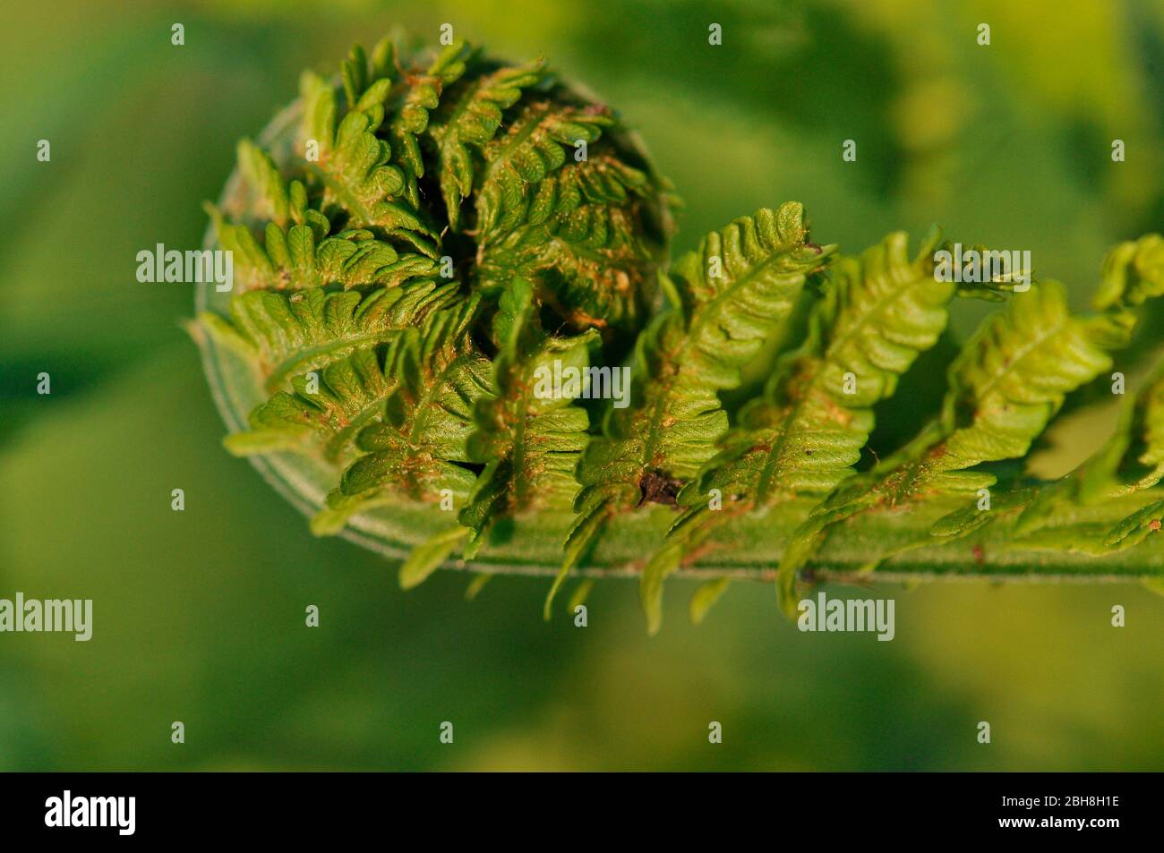 Lady fern athyrium filix femina hi-res stock photography and images - Alamy