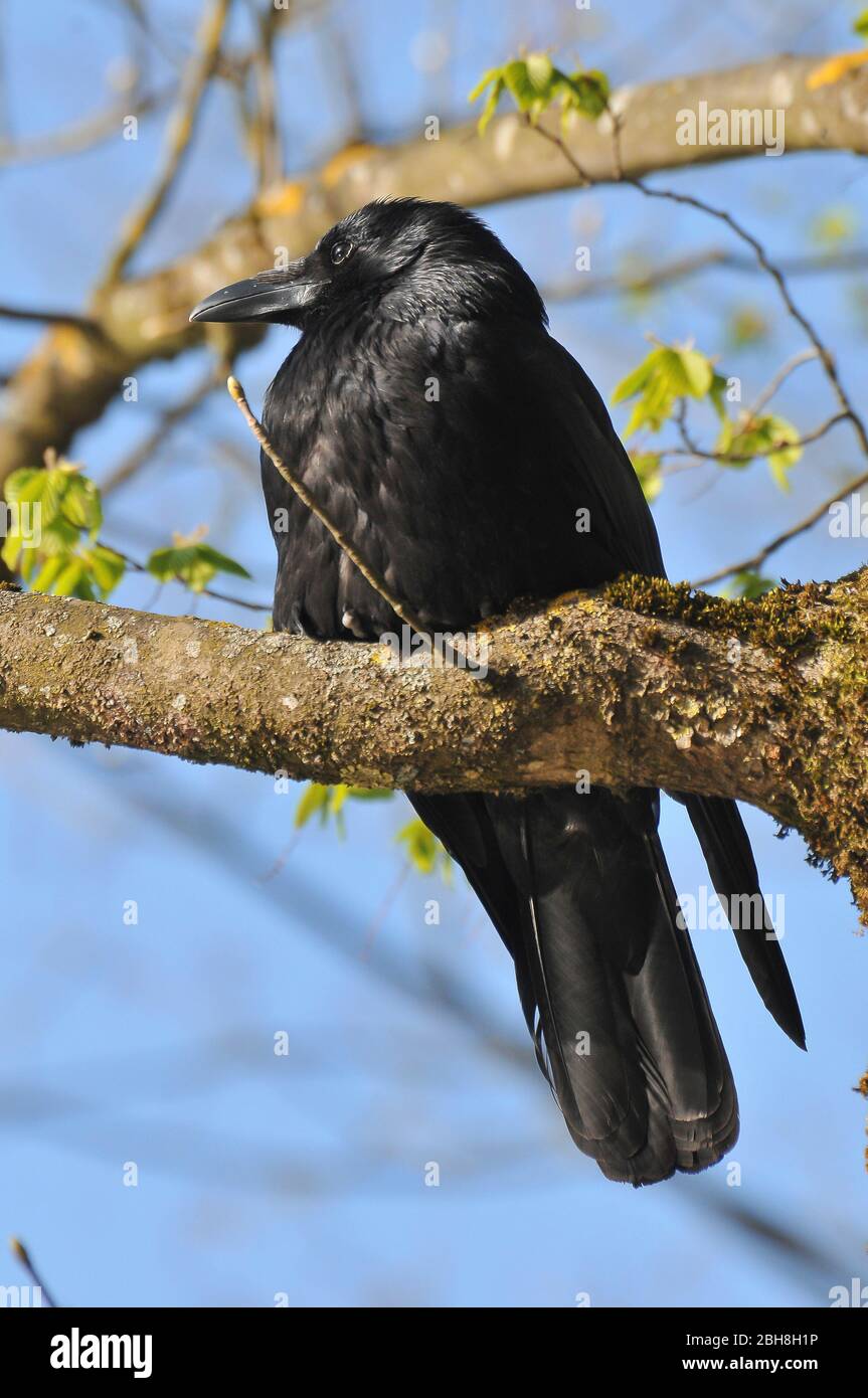 Carrion Crow, Corvus corone, sitting on branch, Bavaria, Germany Stock ...