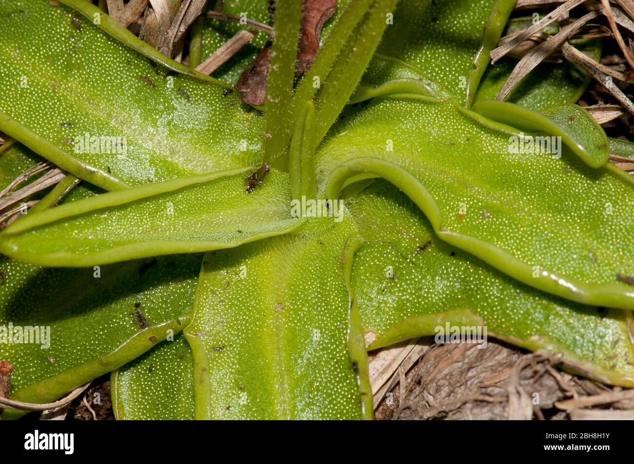 Common butterwort, Pinguicula vulgaris, leaves, Bavaria, Germany Stock ...