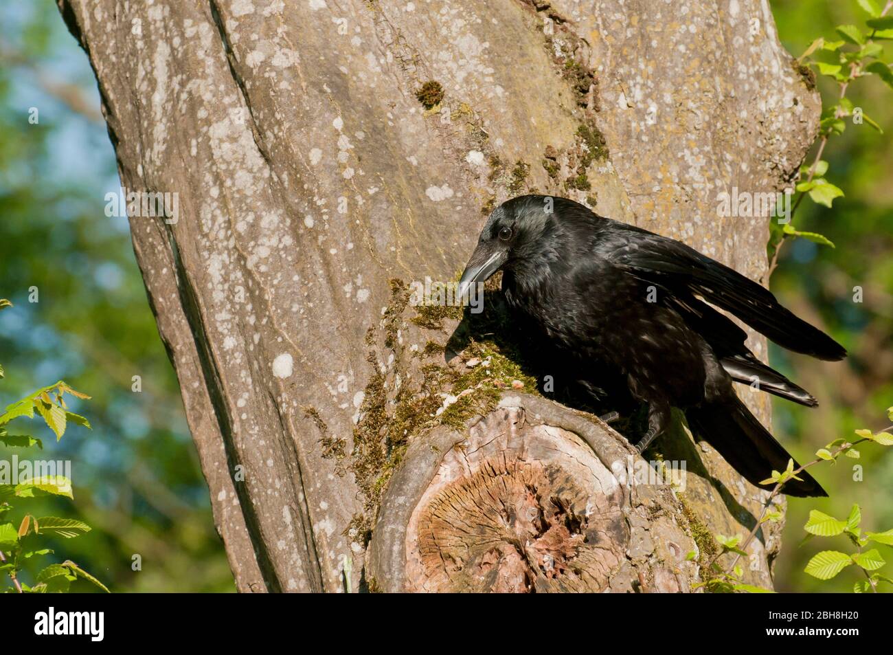 Carrion Crow, Corvus corone, sitting on branch, Bavaria, Germany Stock ...