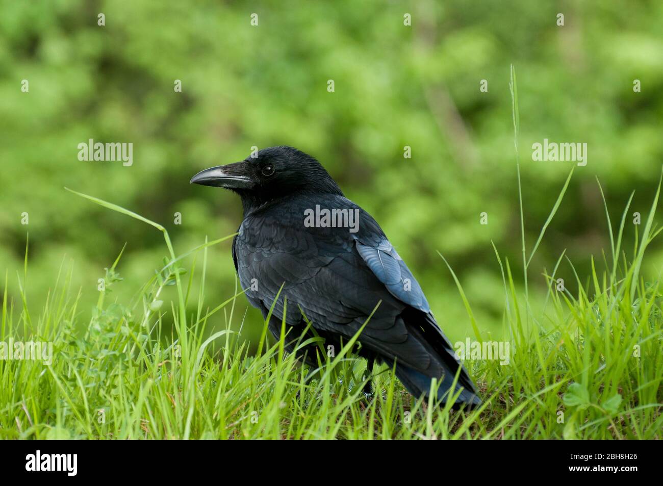 Front View Black Crow High Resolution Stock Photography and Images - Alamy