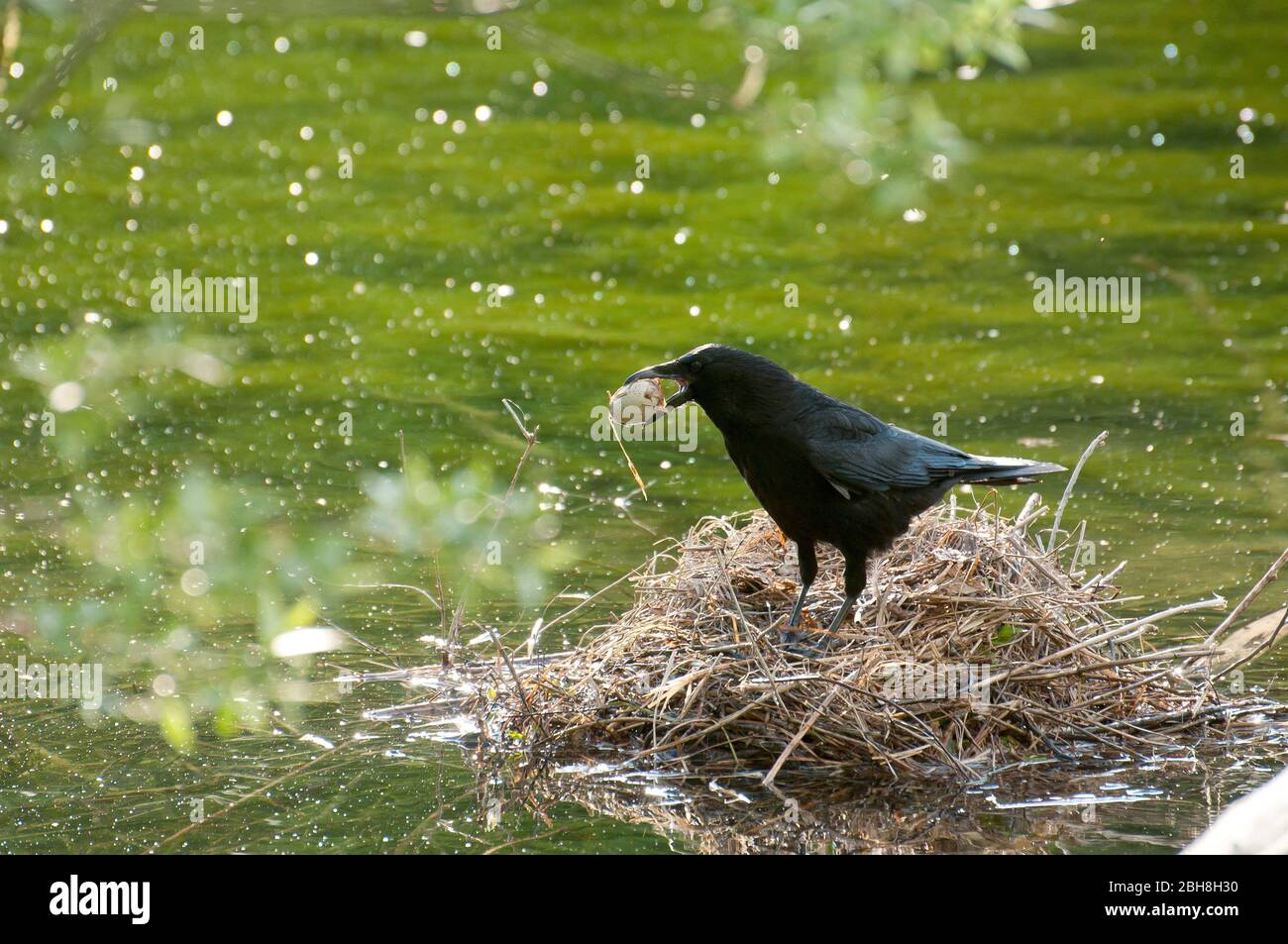 Crow stealing egg hi-res stock photography and images - Alamy