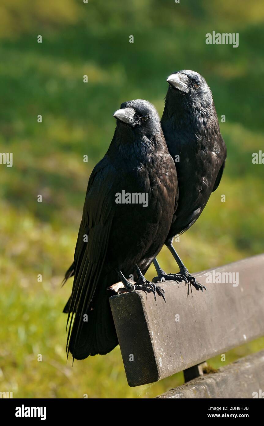 Birds bird crow crows gamebirds hi-res stock photography and images - Alamy