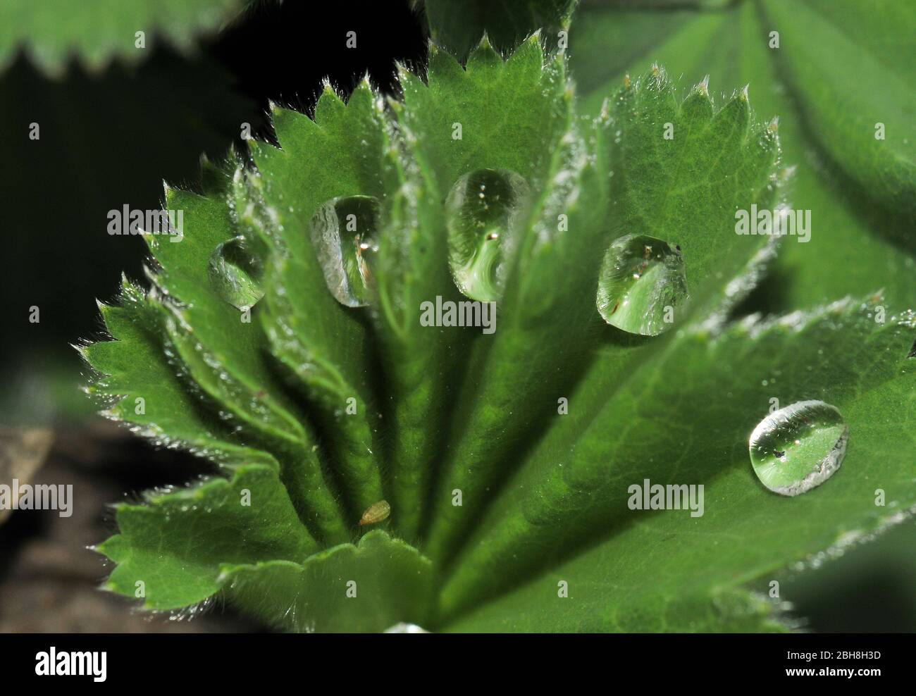 Alchemilla plant leaf hi-res stock photography and images - Alamy