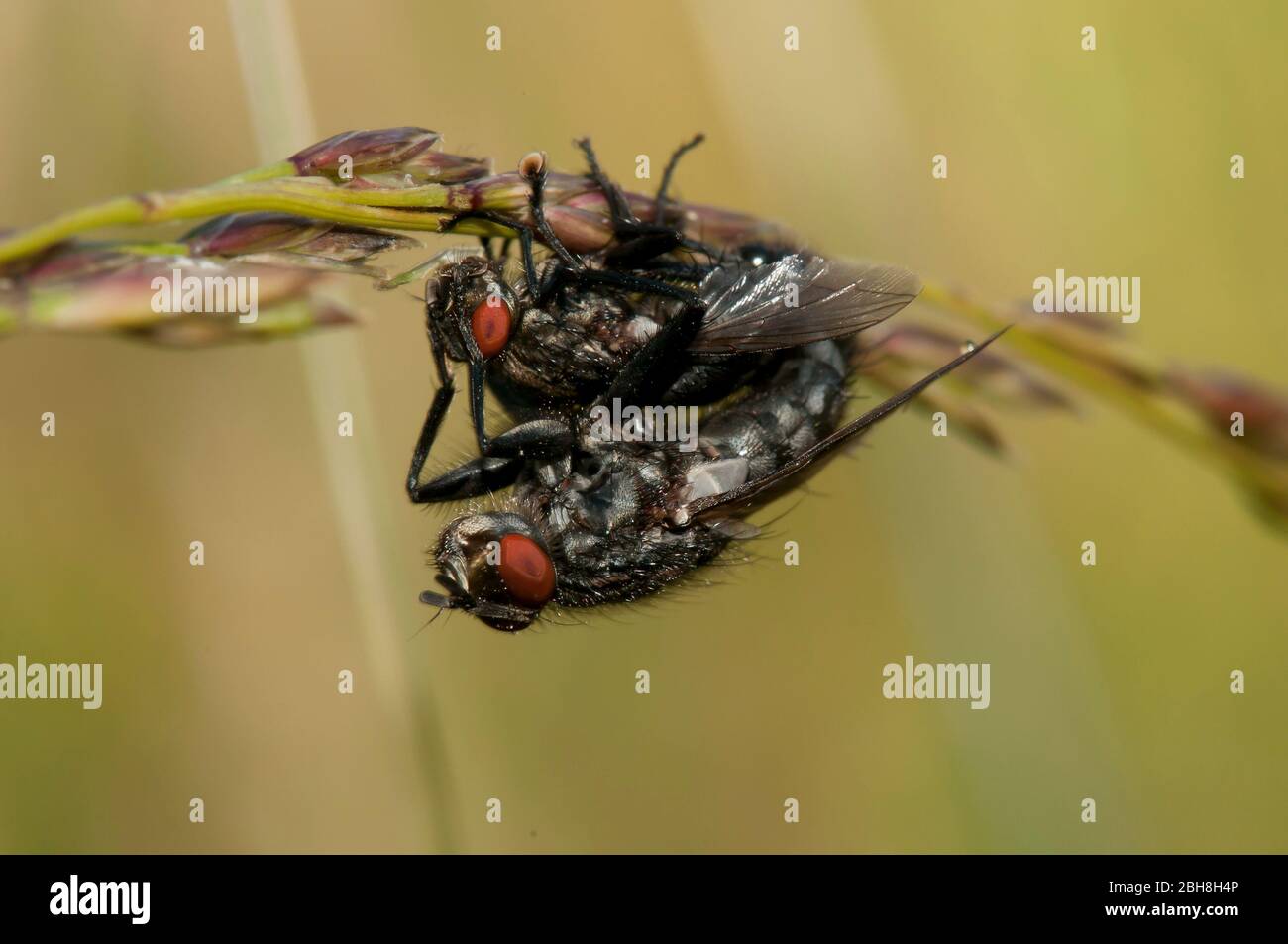 Carrion fly hi-res stock photography and images - Alamy