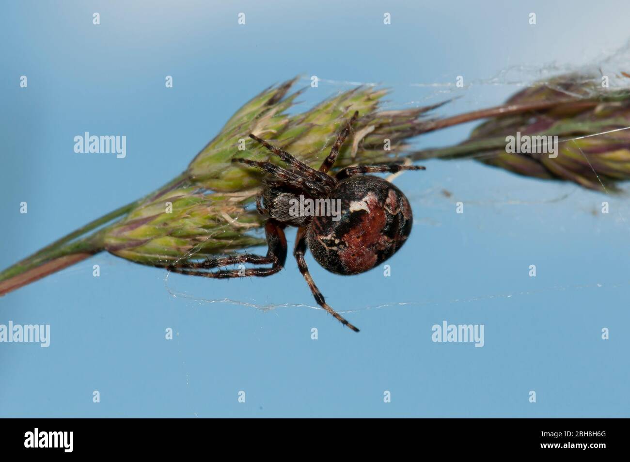 Bridge spider, Larinioides sclopetarius, sitting upside down on grass ...