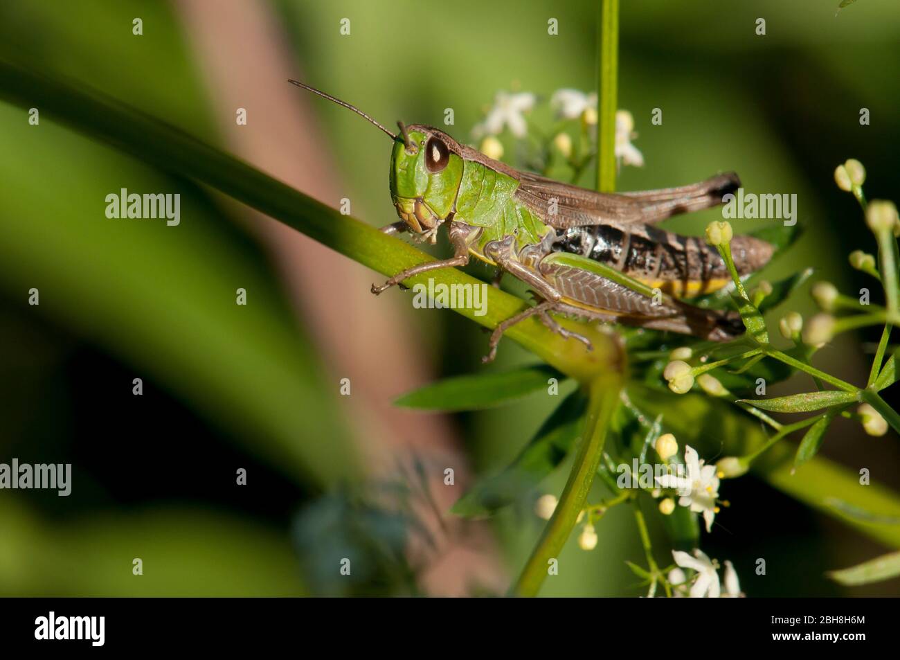 Common meadow grasshopper, Chorthippus parallelus, Bavaria, Germany ...