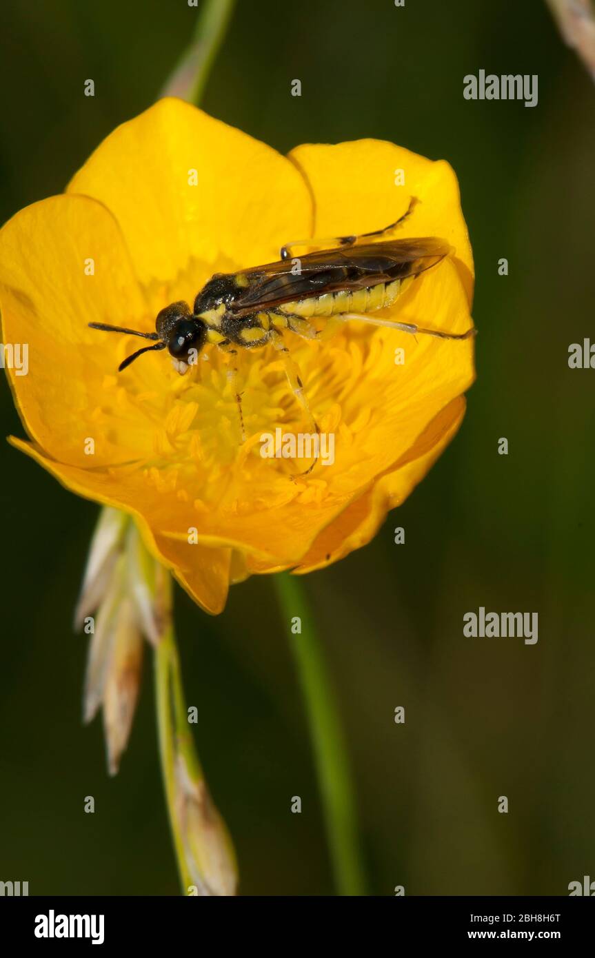 Common sawfly, wasp, Tenthredo notha, sitting on buttercup blossom ...