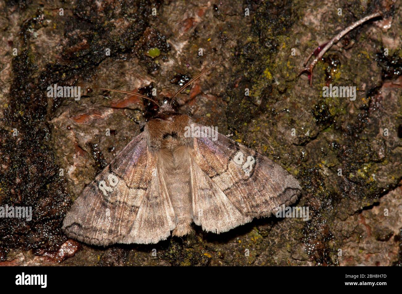 Figure of eighty, Tethea ocularis, Bavaria, Germany Stock Photo - Alamy