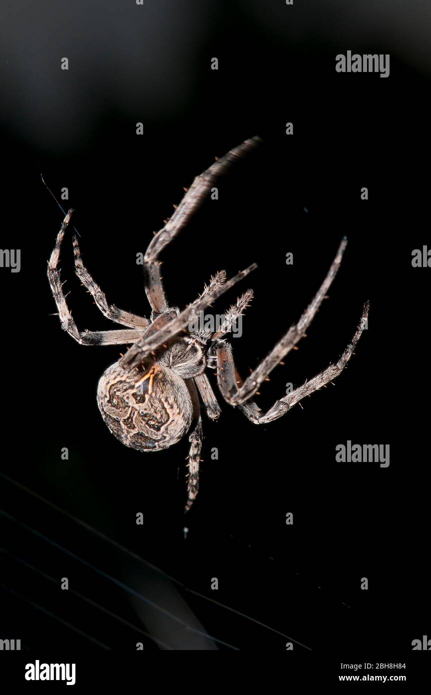 Spider hanging thread hi-res stock photography and images - Alamy