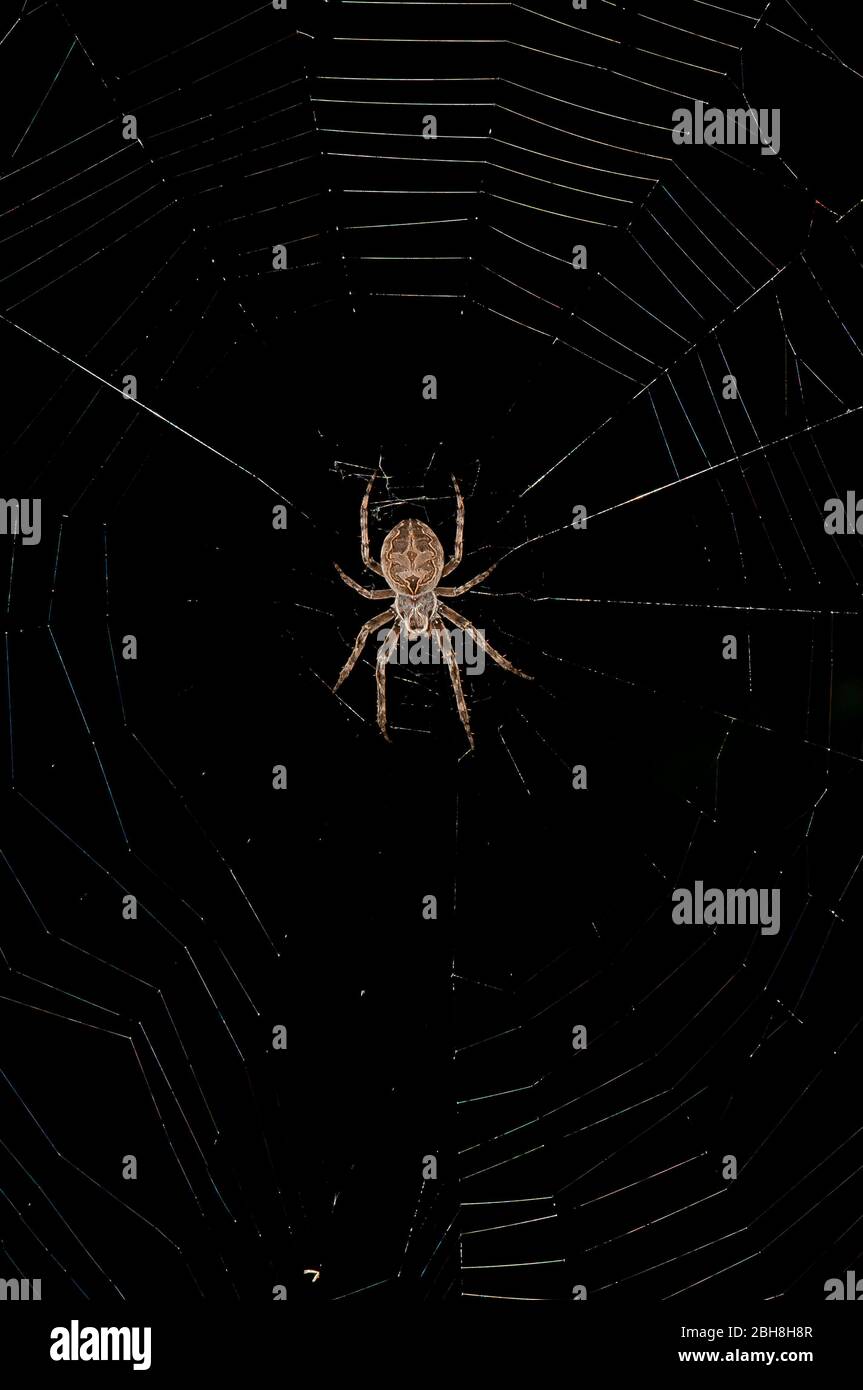 Bridge spider hanging in its web hi-res stock photography and images ...