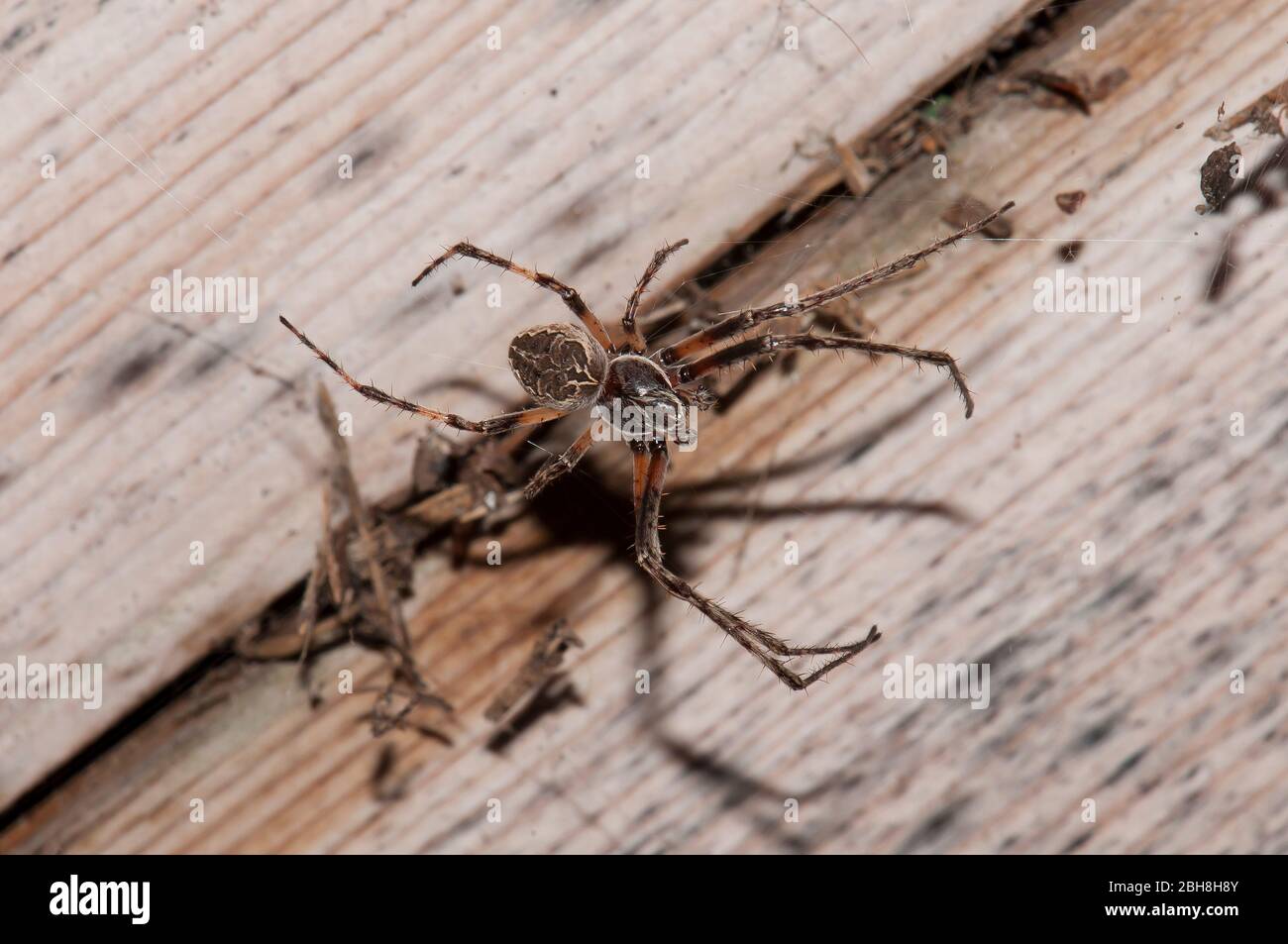 Bridge spider, Larinioides sclopetarius, sitting on a wooden beam ...