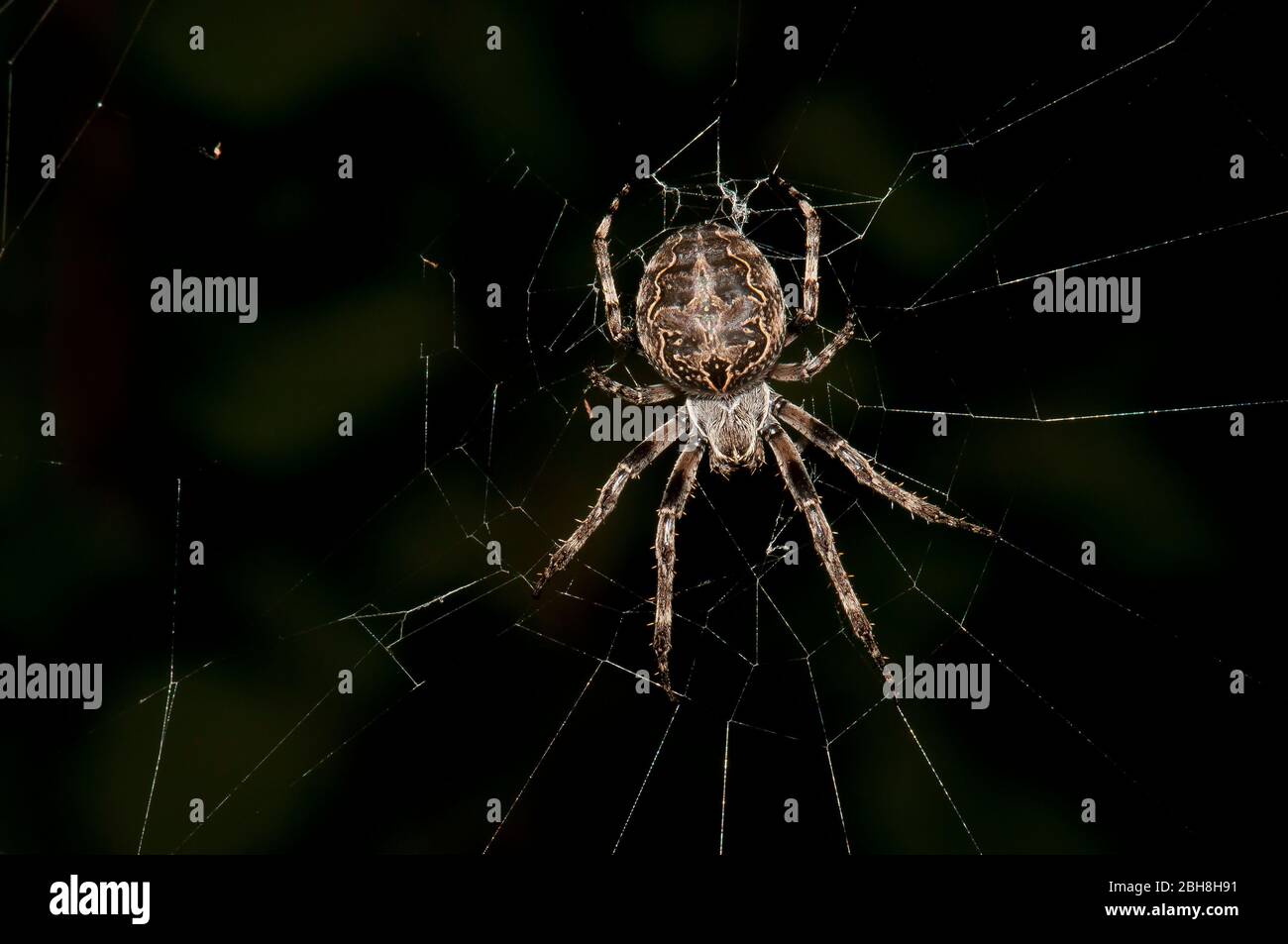 Bridge spider hanging in its web hi-res stock photography and images ...