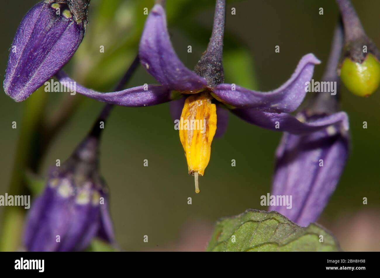 Open buds hi-res stock photography and images - Alamy