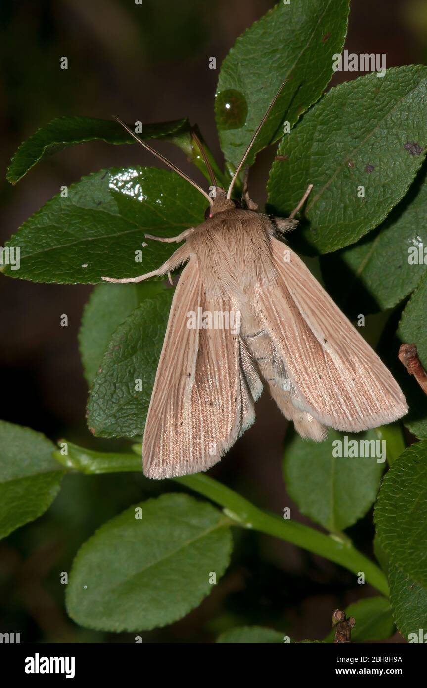 Common wainscot, Mythimna pallens, sitting on leaves, sucking at bait ...