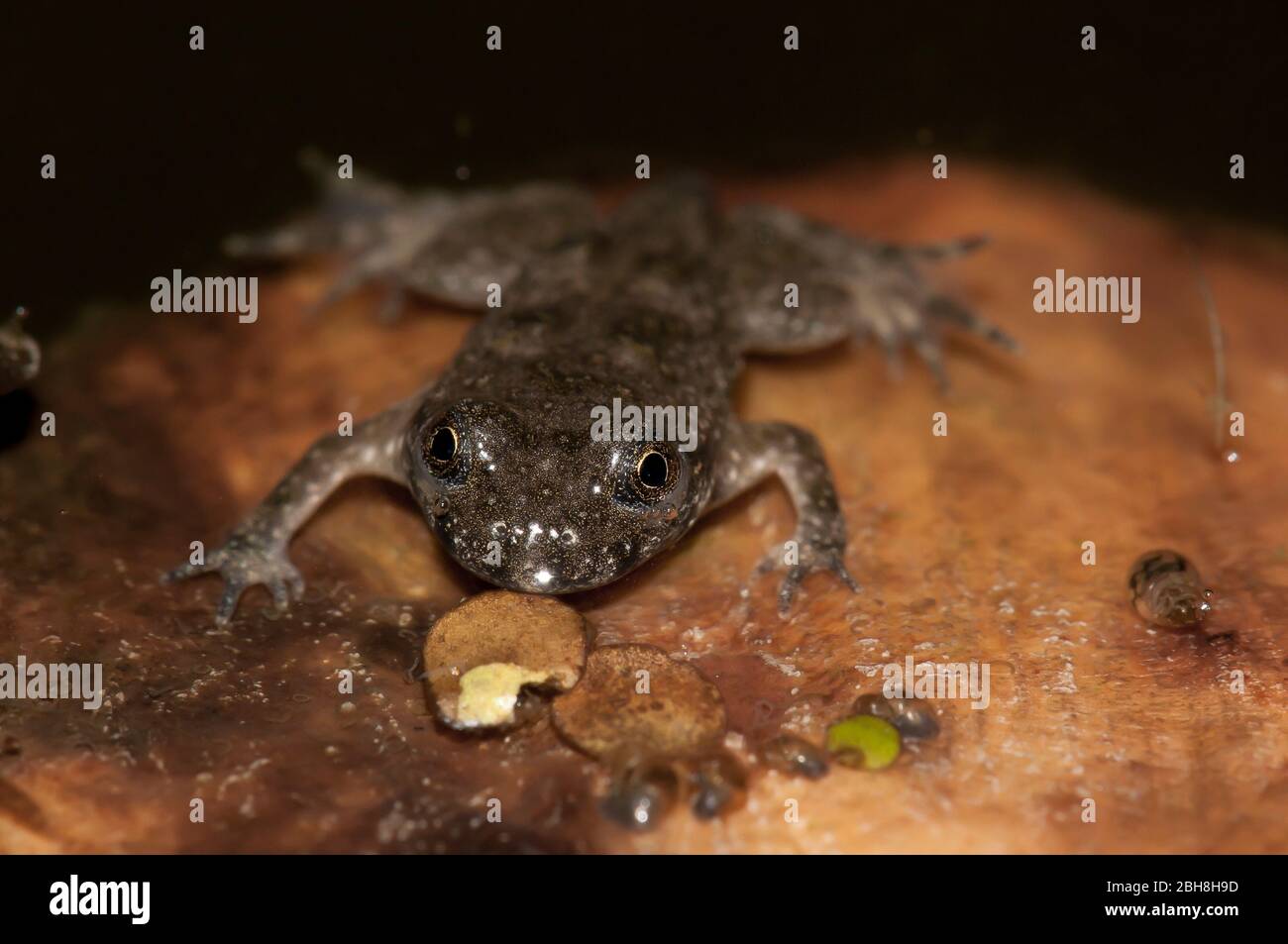 Yellow-bellied toad, Bombina variegata, young frog, with rowing tail ...