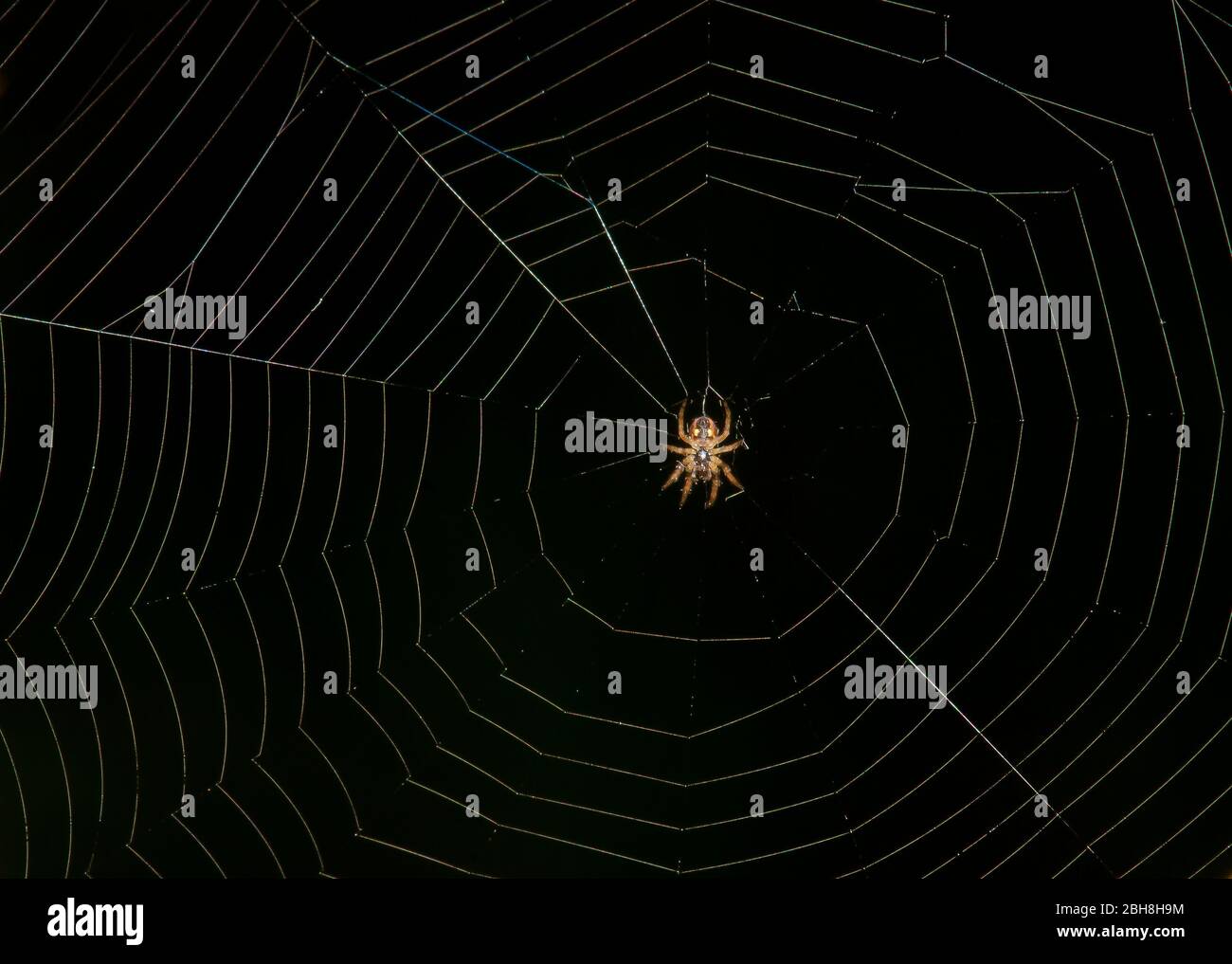 Bridge spider hanging in its web hi-res stock photography and images ...