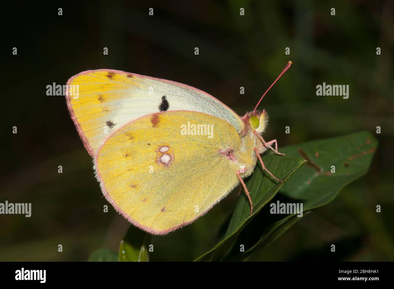 Berger's clouded yellow, Colias alfacariensis, with wings closed ...