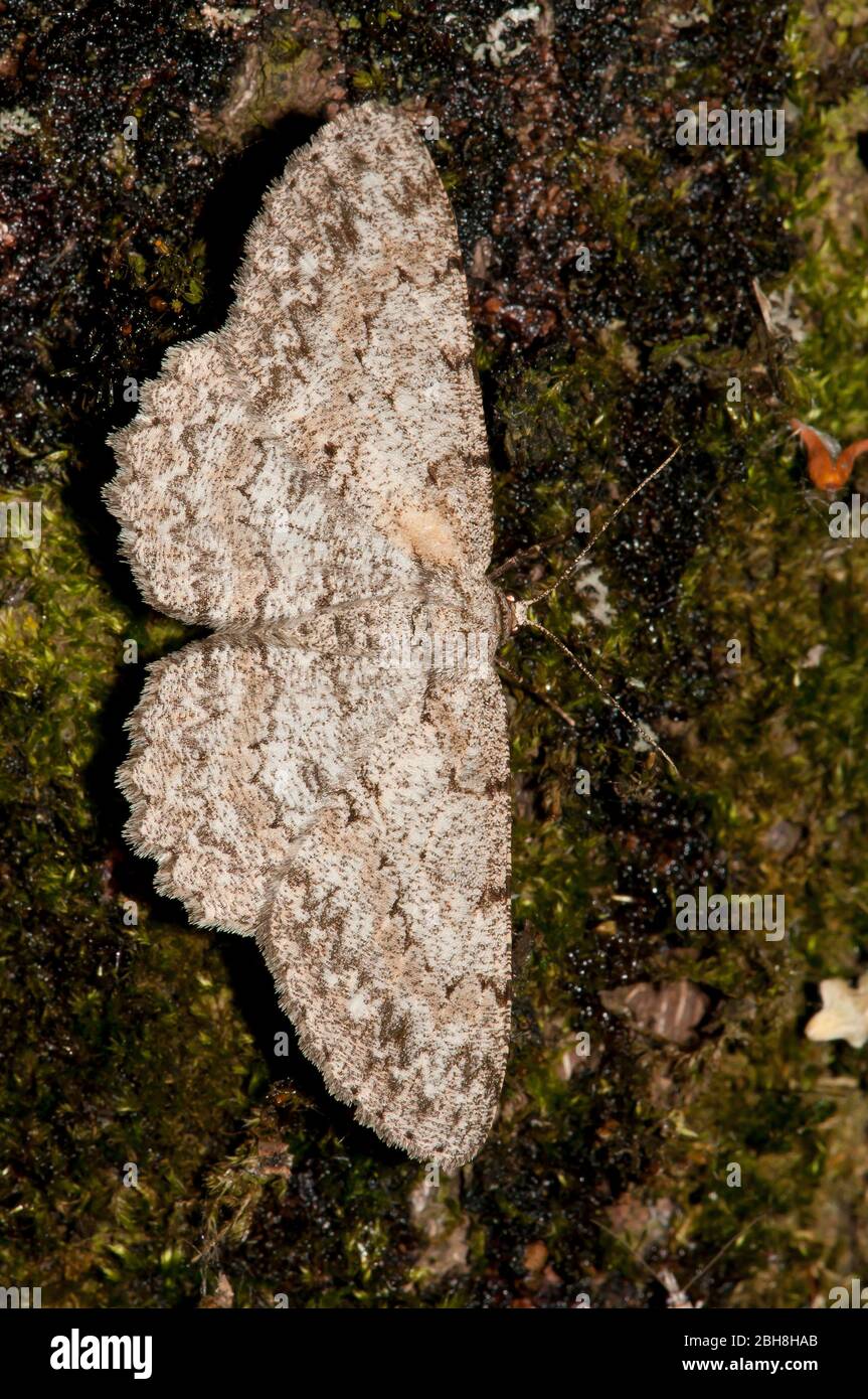 great oak beauty, Hypomecis roboraria, sitting on tree trunk, sucking ...