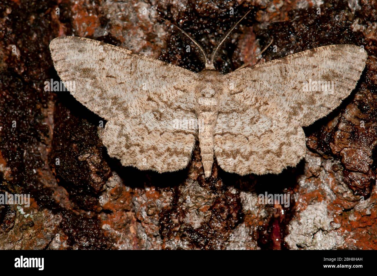 great oak beauty, Hypomecis roboraria, sitting on tree trunk, sucking ...