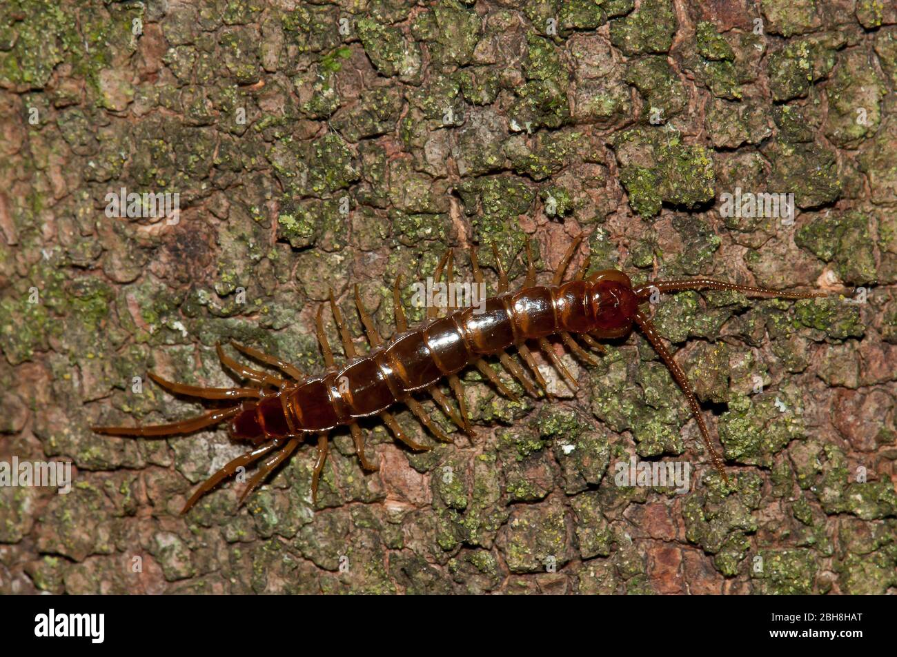 Centipedes and millipedes hi-res stock photography and images - Alamy