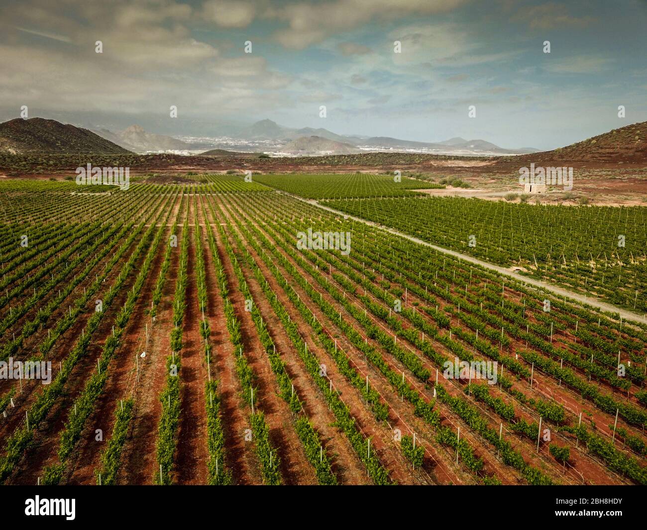 beautiful scenery view of vineyards field in tenerife. colorful with ...