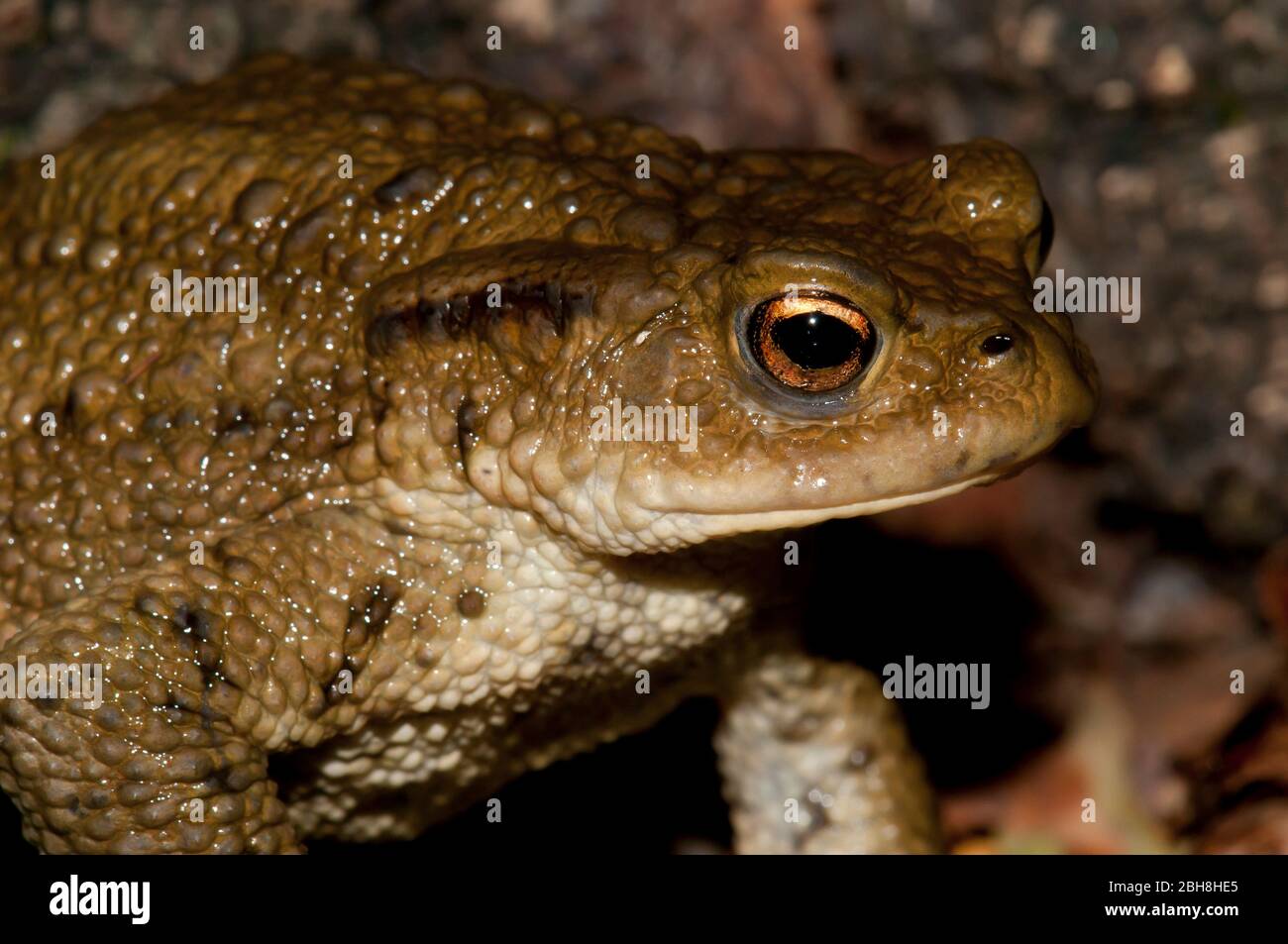 Bloated hi-res stock photography and images - Alamy