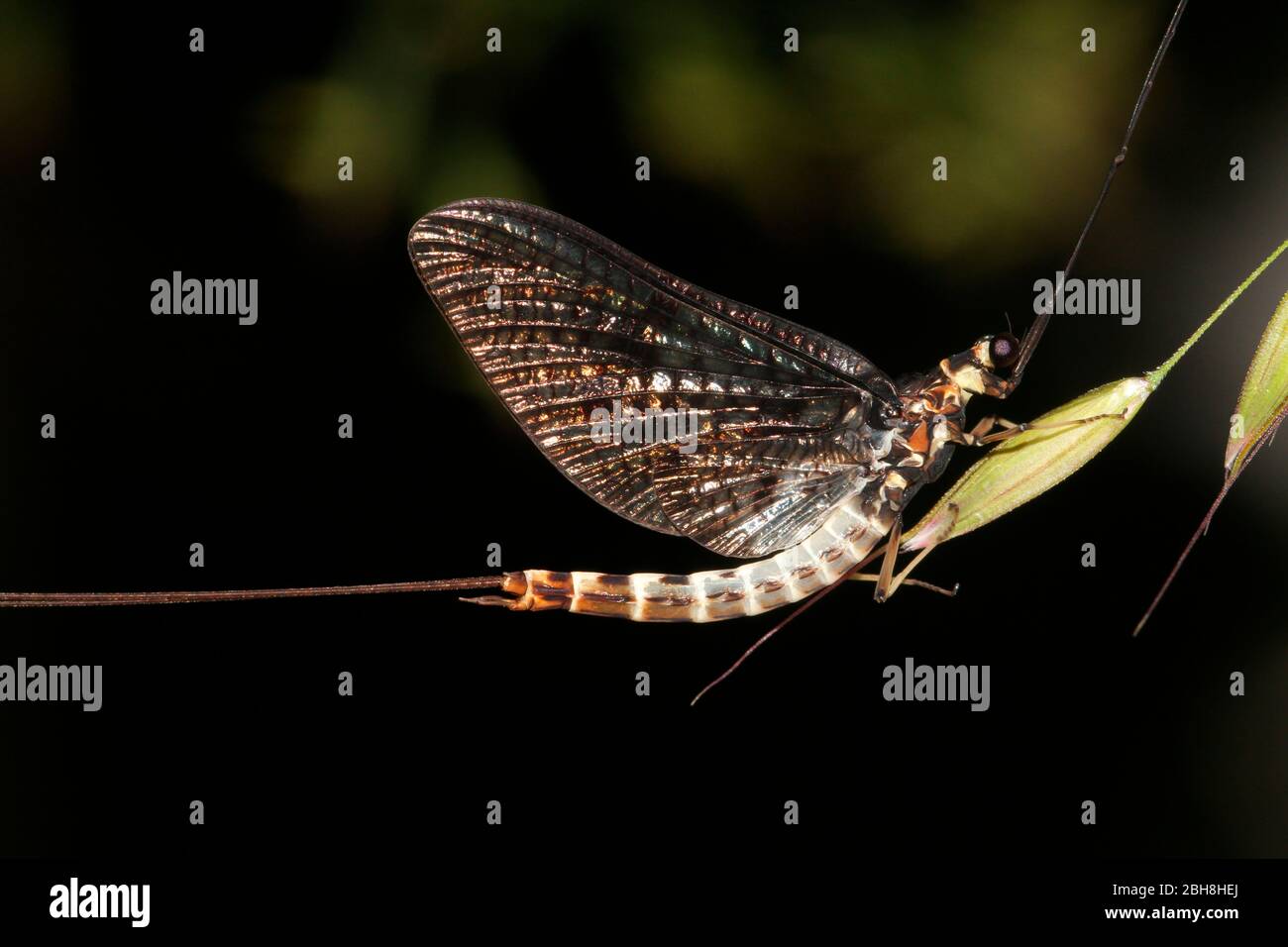 Mayfly, Ephemeroptera, sitting on grass rot, Bavaria, Germany Stock ...