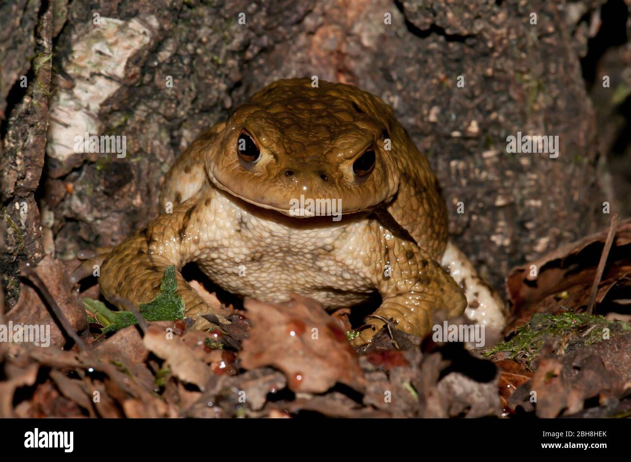 Common toad, Bufo bufo, on dry foliage, bloated, in defensive position ...