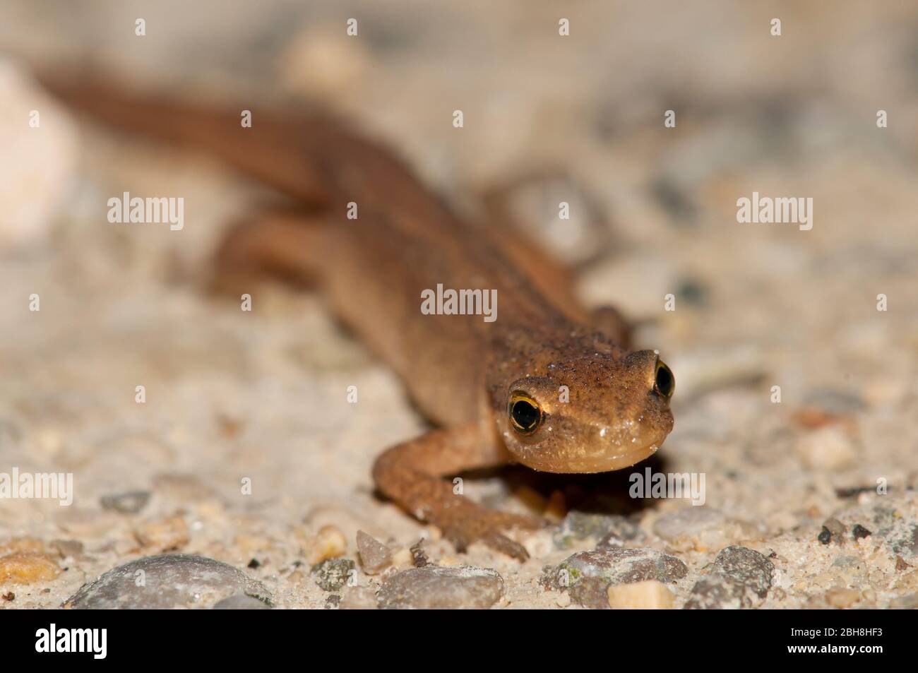 Young alpine newt hi-res stock photography and images - Alamy