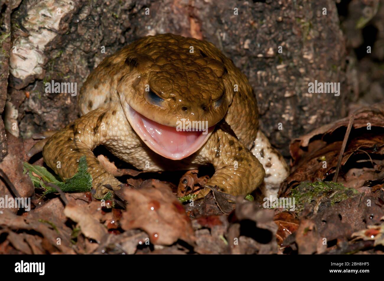 Bloated hi-res stock photography and images - Alamy