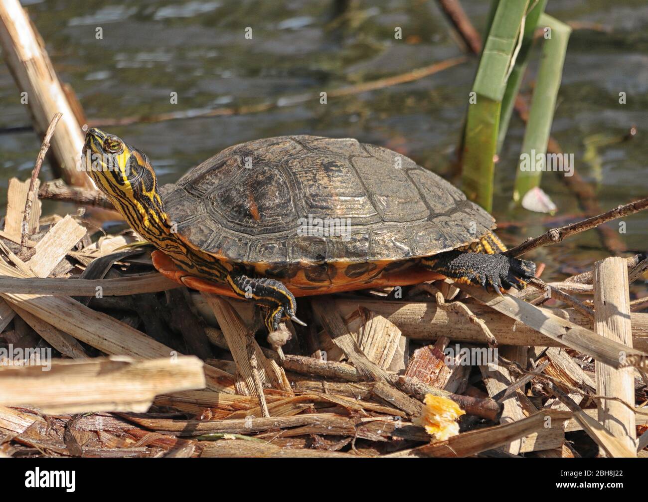 Terrapin sittong on vegetation and basking in the sun by a pond Stock ...