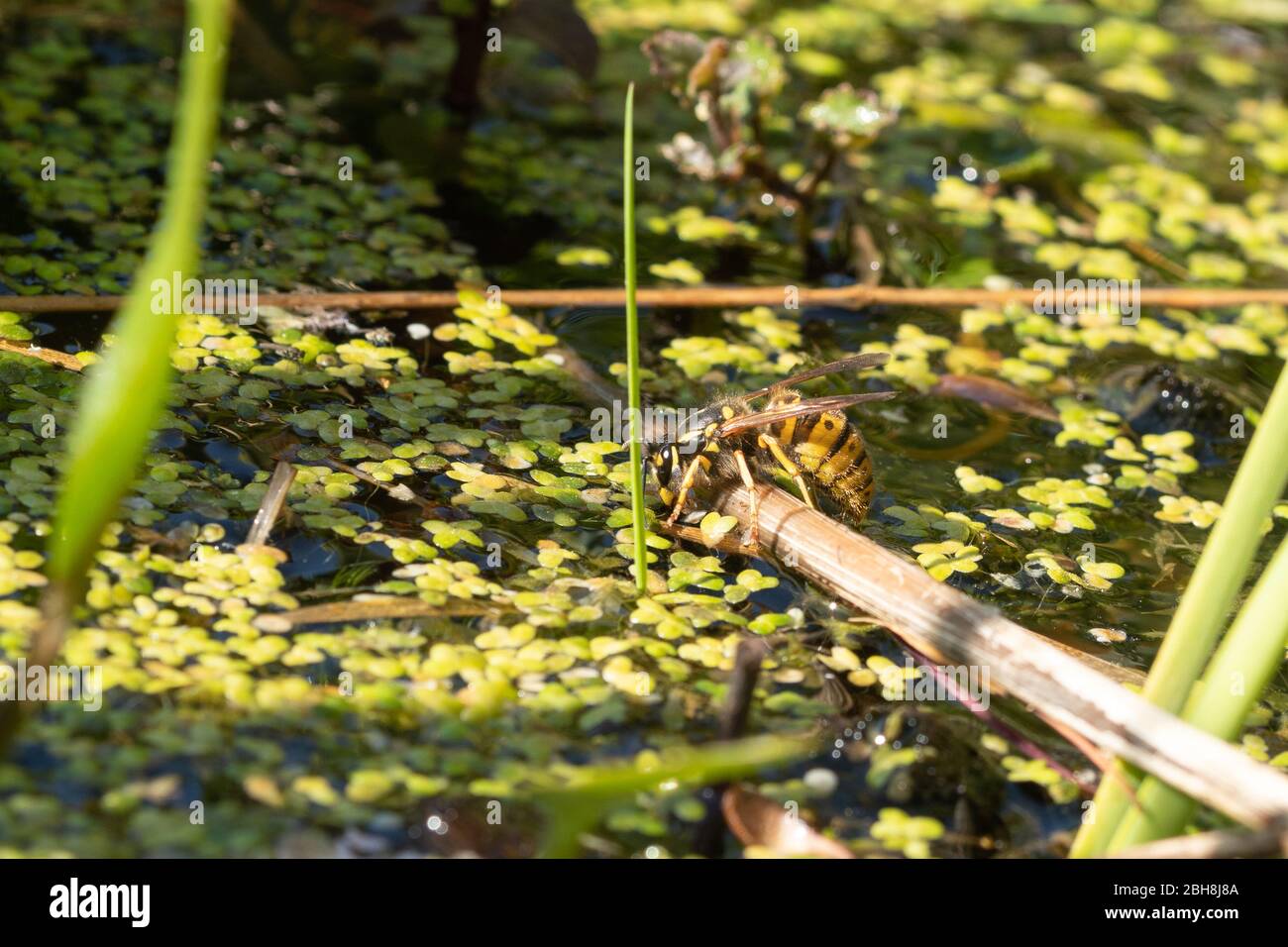 Common wasp (Vespula vulgaris) drinking water from a garden wildlife ...