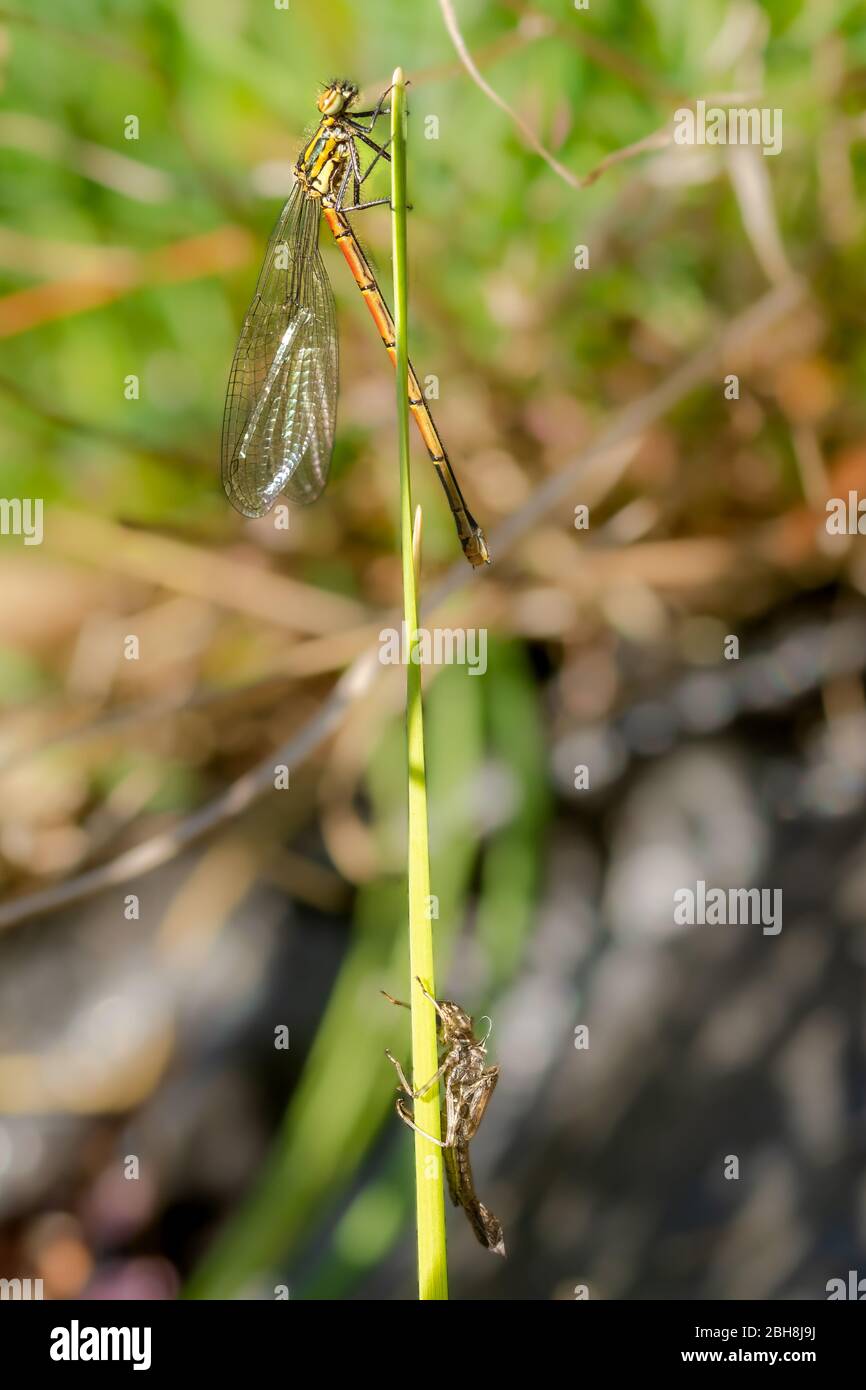 Large red damselfly (Pyrrhosoma nymphula), just emerged from a larva in ...