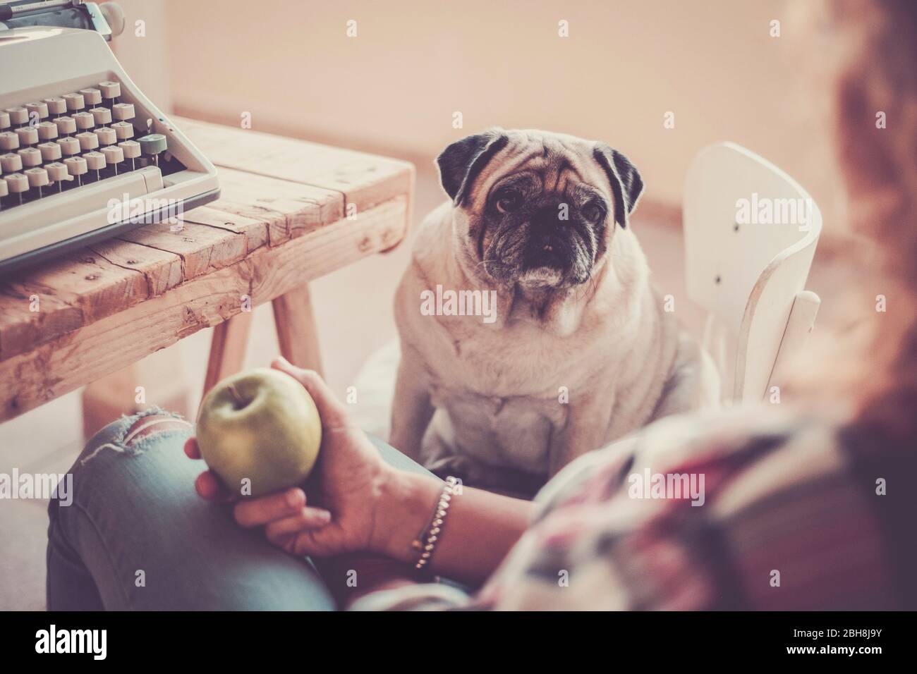 Pug at work hi-res stock photography and images - Alamy