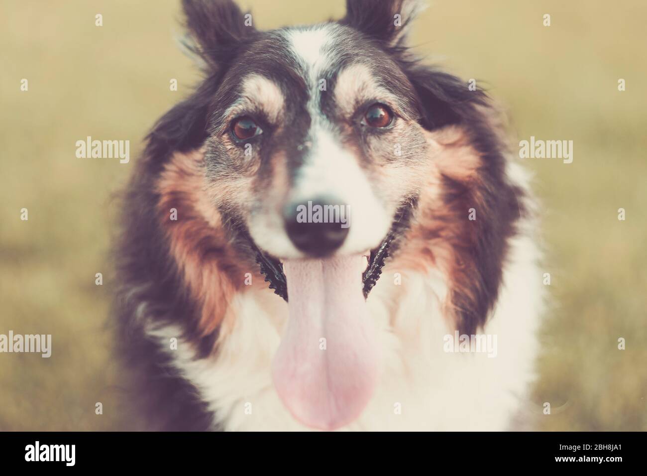 Funny portrait of beautiful border collie dog looking at the camera and ...