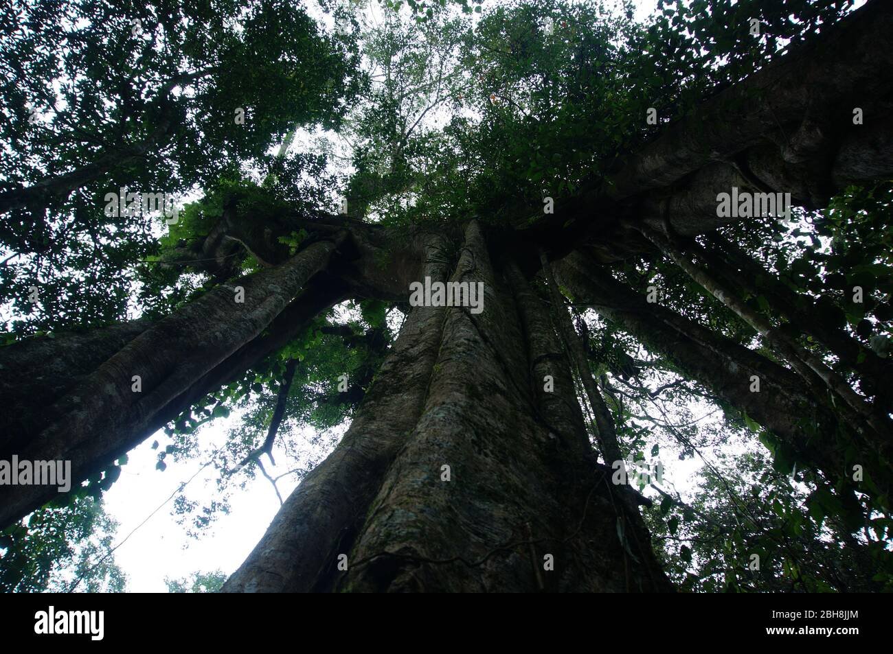 A forest with a variety of trees and plants on a mountainside ...