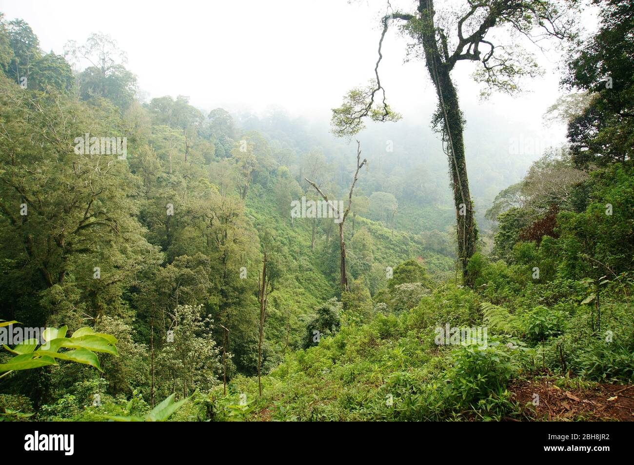 A forest with a variety of trees and plants on a mountainside ...