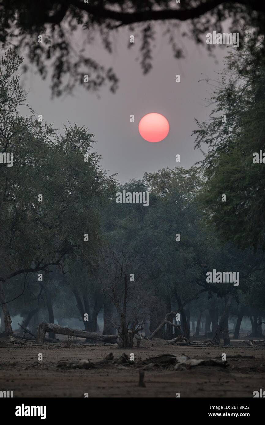 Ana trees, Faidherbia albida, on the Zambezi floodplain, Mana Pools ...