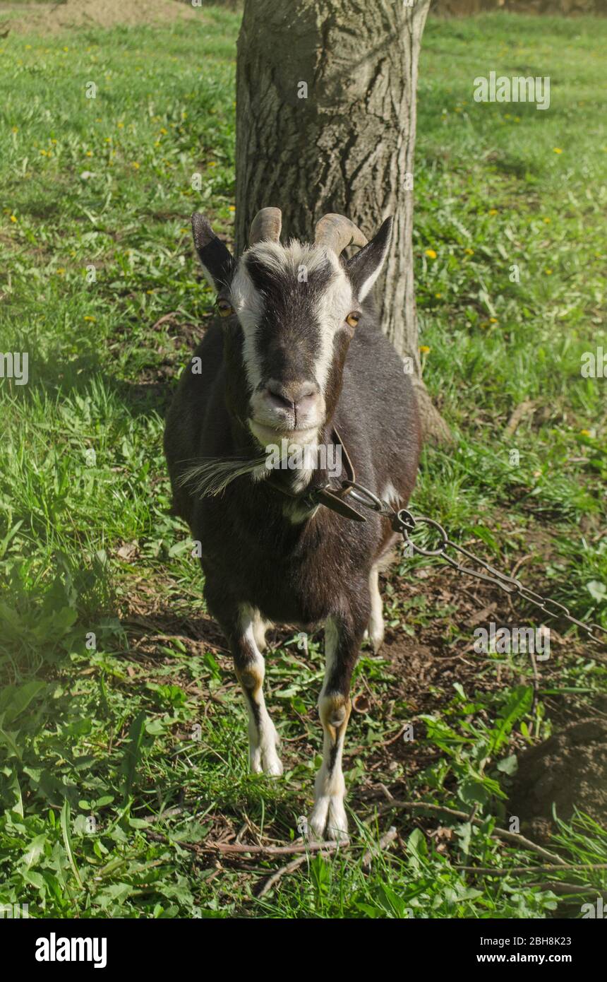 Black goats eating grass outdoor. Goat in the field Stock Photo - Alamy