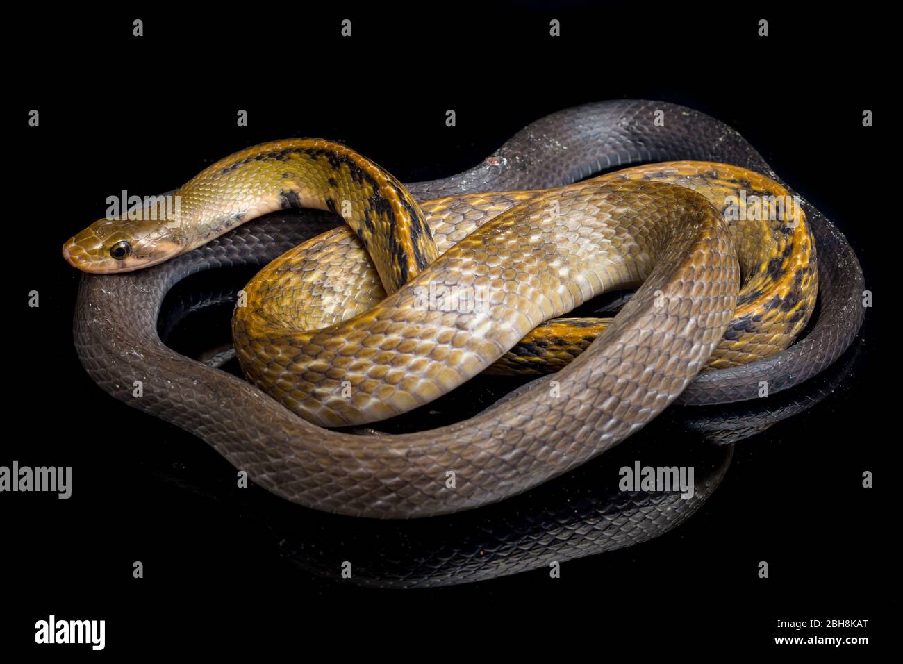 Coelognathus flavolineatus, the black copper rat snake or yellow striped snake, isolated on ...