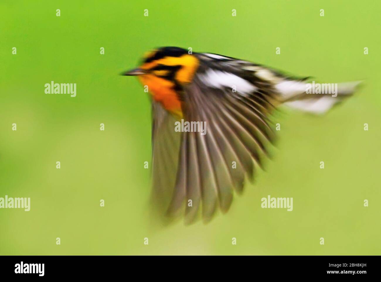 Blackburnian Warbler Flying