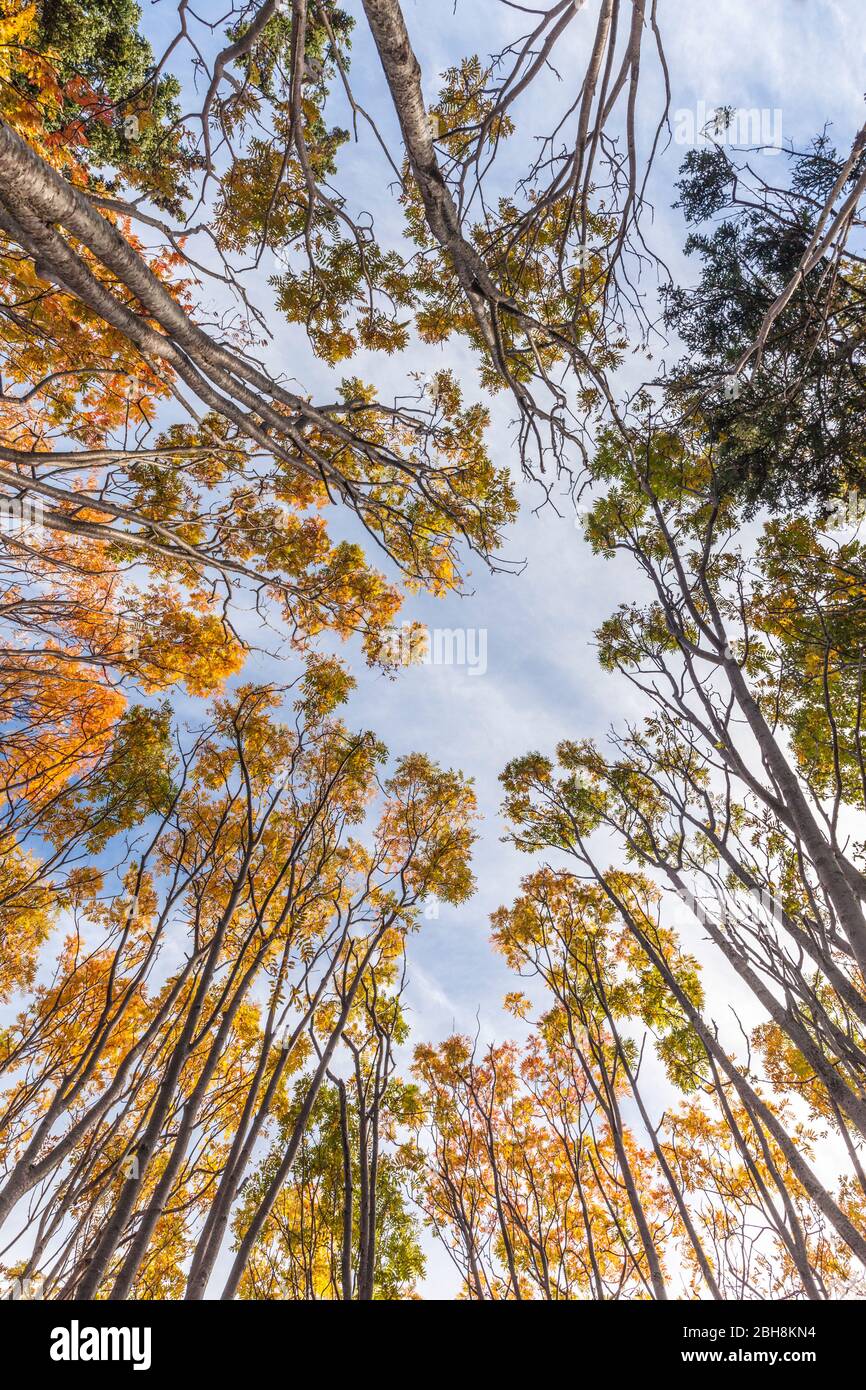 Autumn trees in canada hi-res stock photography and images - Alamy