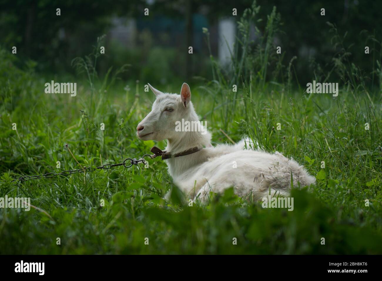 Juicy green grass and goats. Goat in a clearing with grass. Goat walks ...