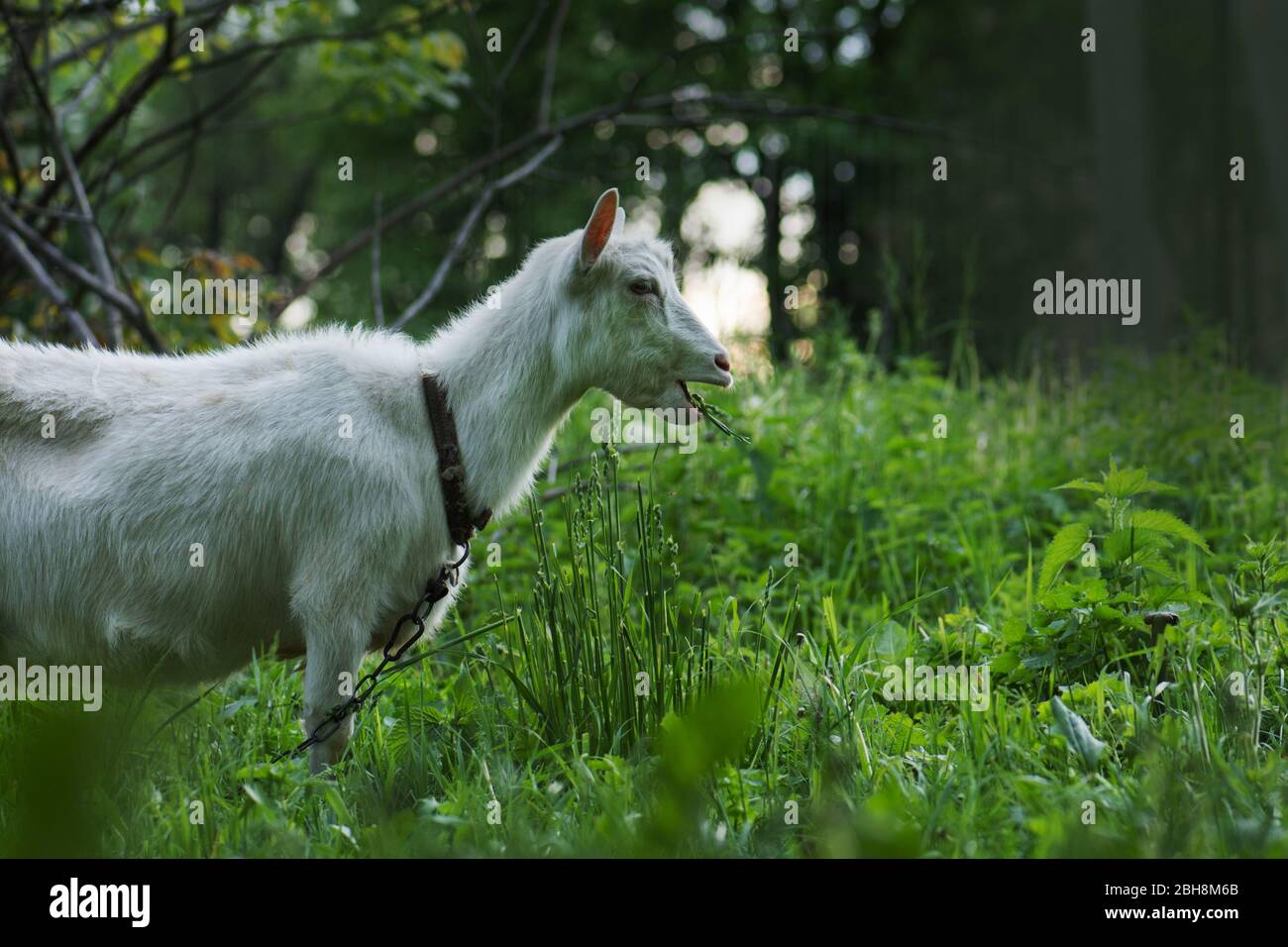Long summer grass hi-res stock photography and images - Alamy