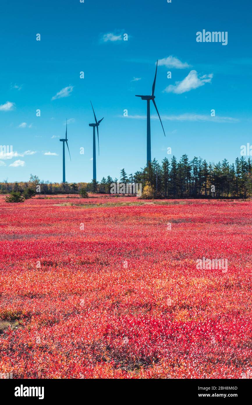Wind turbines and cranberry field in autumn hi-res stock photography ...