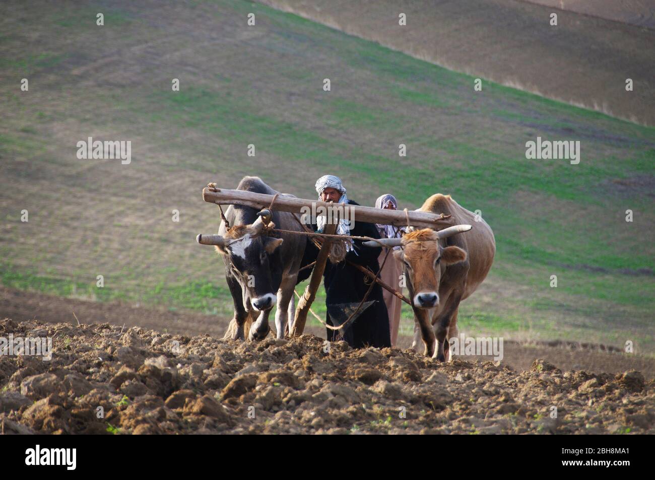 Traditional wooden plough hi-res stock photography and images - Alamy