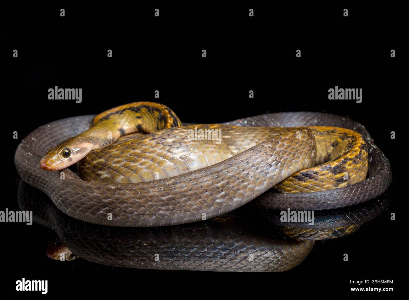 Coelognathus flavolineatus, the black copper rat snake or yellow striped snake, isolated on ...