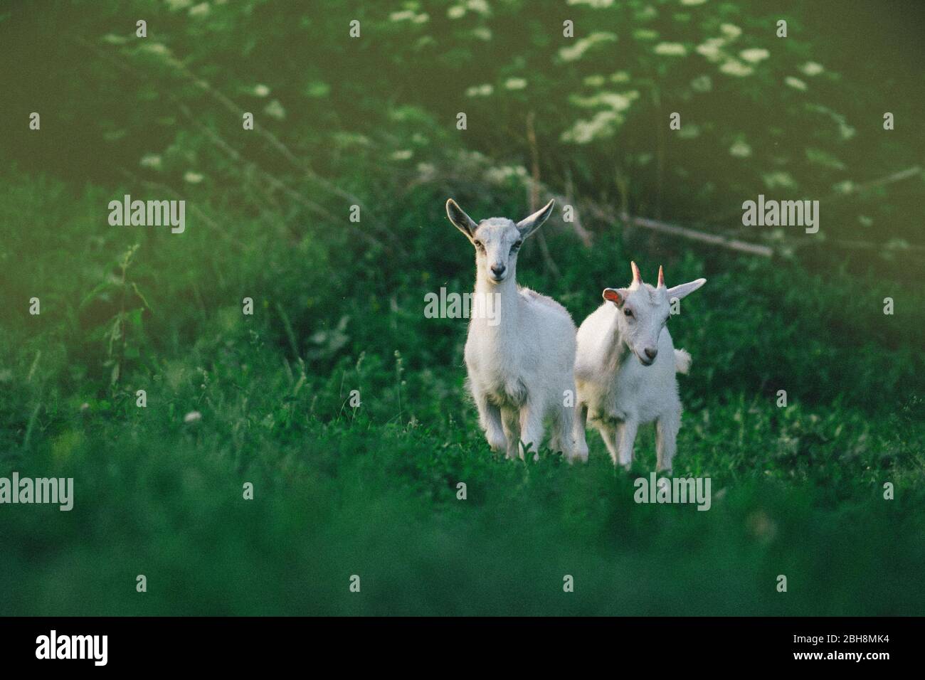 Goat kids playing together. Cute goat grazing on grass. Little kid ...